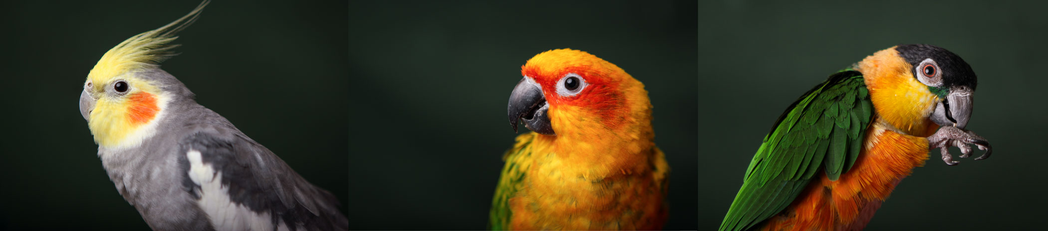 About Harrisburg Wedding Photographer